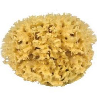 'ZIEN EN WETEN': SPONZEN.