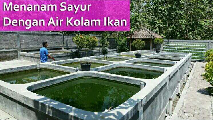 Budidaya Ikan Lele Dan Sayur Di Jeron Green Farm Boyolali ~ Andri Tirta