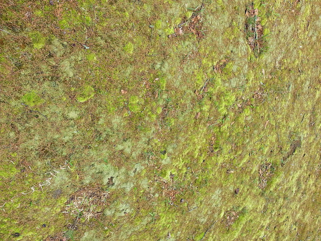 summer reading: Love, Ruby Lavender - Deborah Wiles