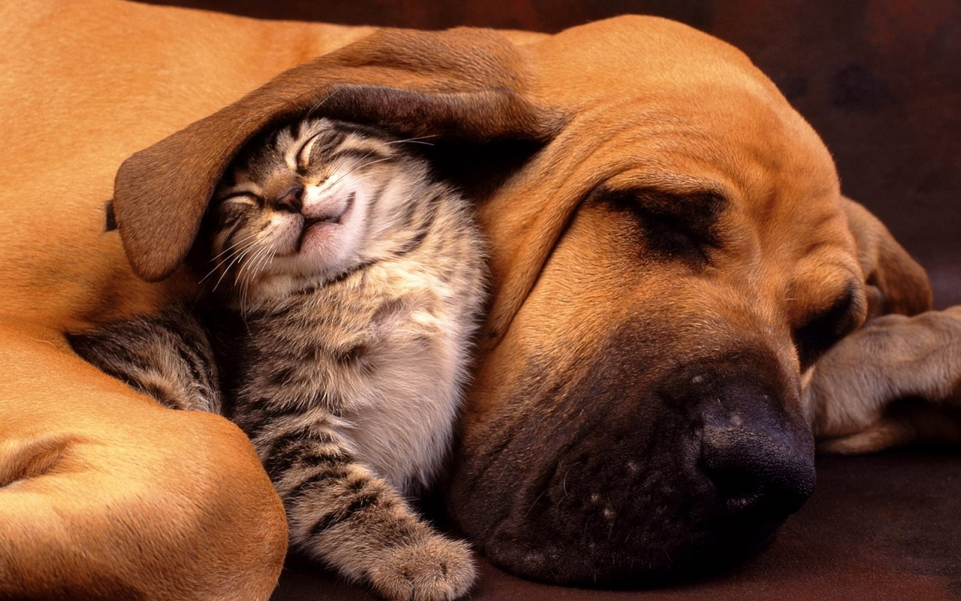ANIMALS TIME : 10 Cutest Cats and Dogs pics (las 10 fotos más tiernas ...