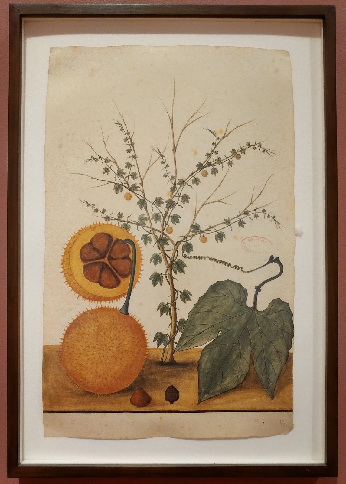 Juan De Cuellar: The 18th Century Botanical Expedition in the Philippines