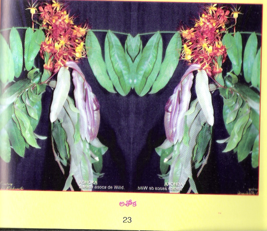 ayurveda: ayur plants