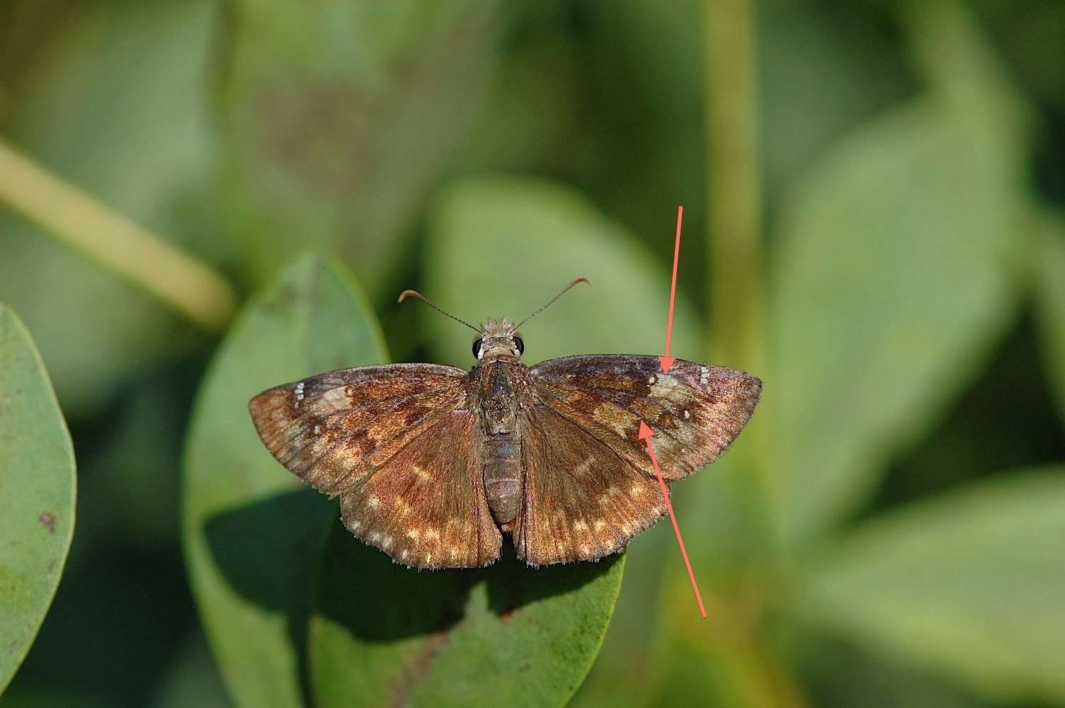 Field Biology in Southeastern Ohio: Skipper Butterflies