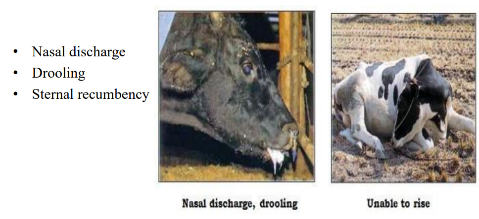 Bovine ephemeral fever