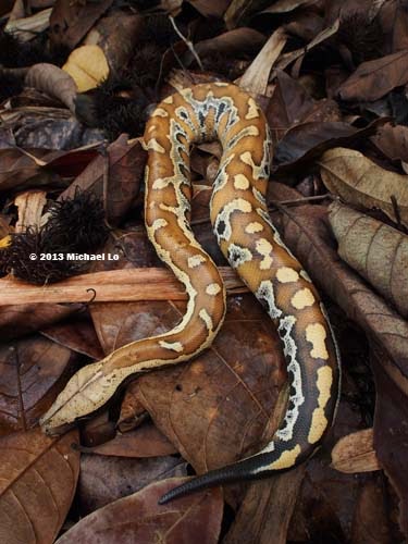 The rainforests of Borneo & Southeast Asia: The jungle of southern ...