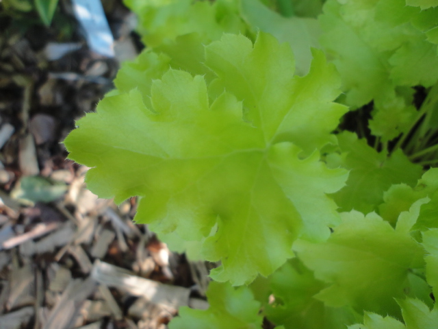 PPP Hostahave: Heuchera Lime Rickey Alunrod