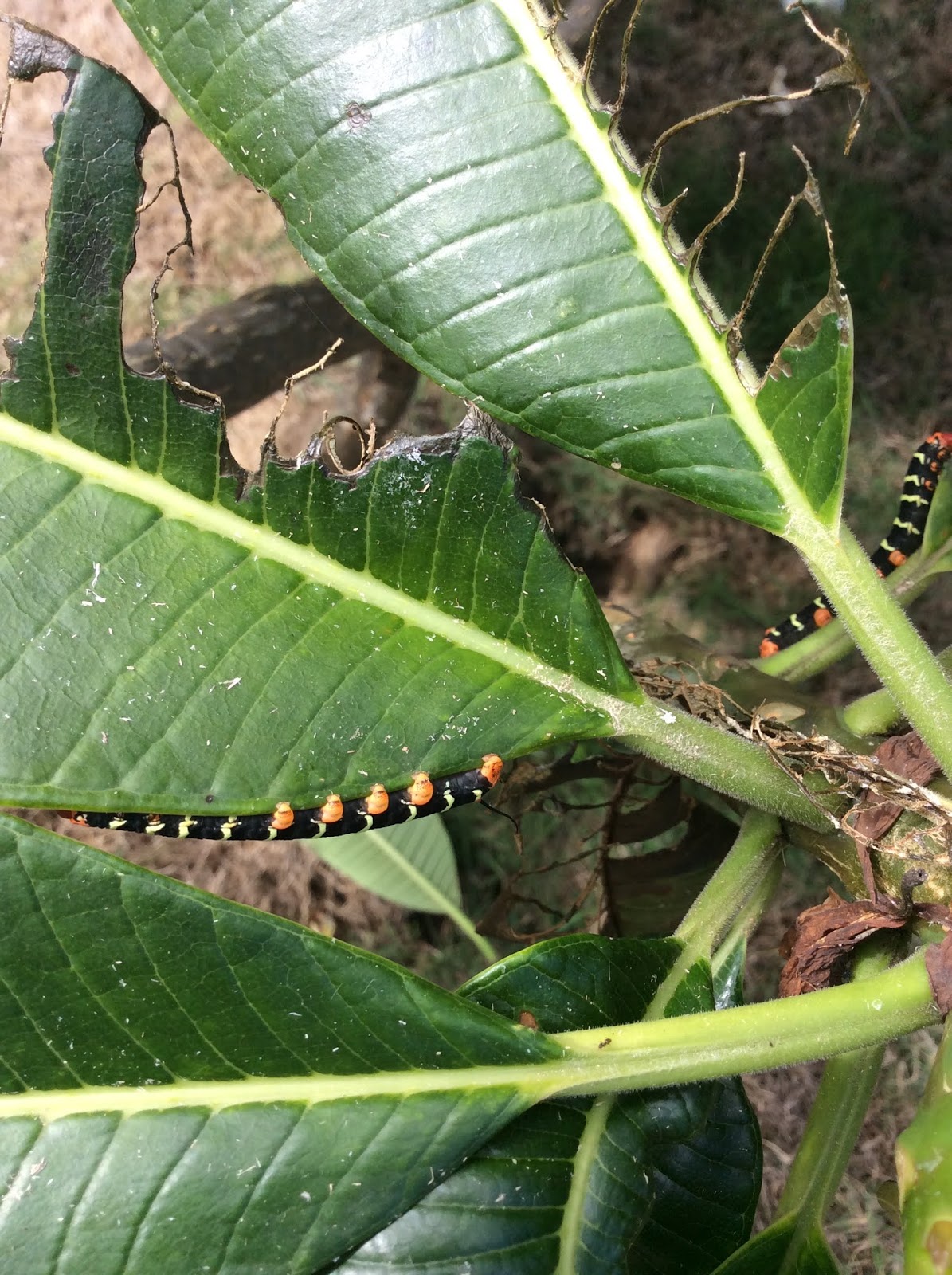 Barbados Flora & Fauna: Frangipani Hawkmoth Caterpillar (Pseudosphinx ...