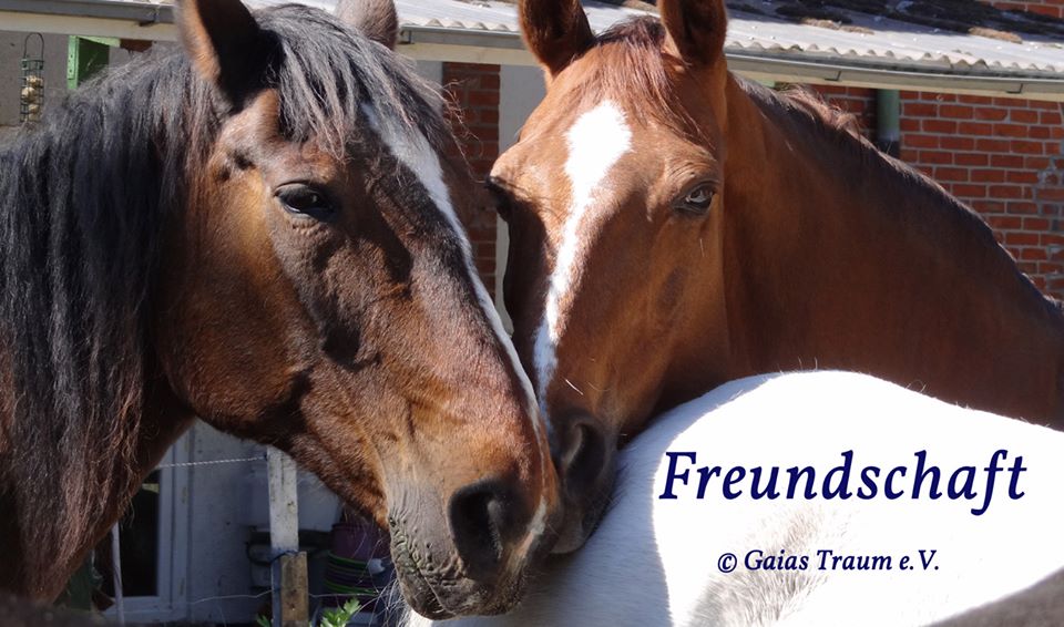 Pferde, unsere stolzen Freunde: Die Geschichte der Tiere von Gnadenhof ...