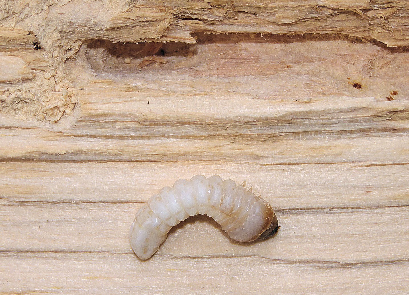 Bicho Taladro o Hylotrupes Bajulus - Fumigaciones PROPARK