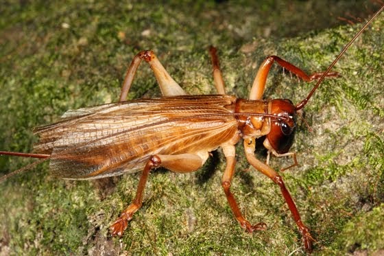 Variety of Life: Gryllacridinae