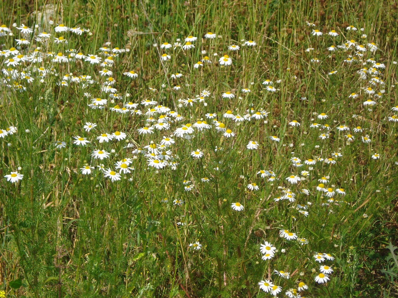 Krížikové vyšívanie: Rumanček