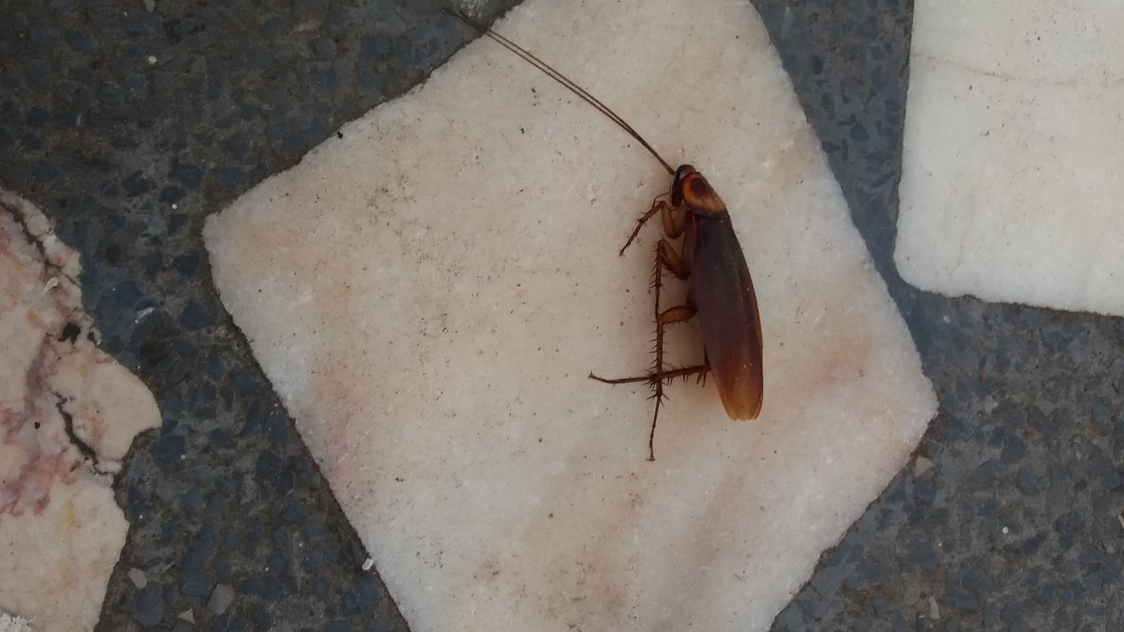 Diplomaattirouva: Rikkalapio ja torakka, tunteiden tulkit