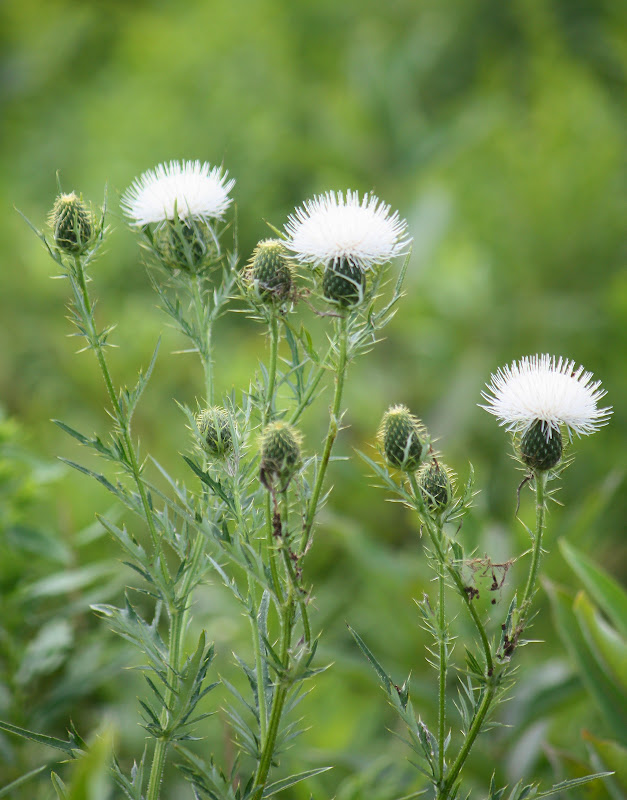 Susan Mayer's Haven: Canadian Thistle (rare white form)