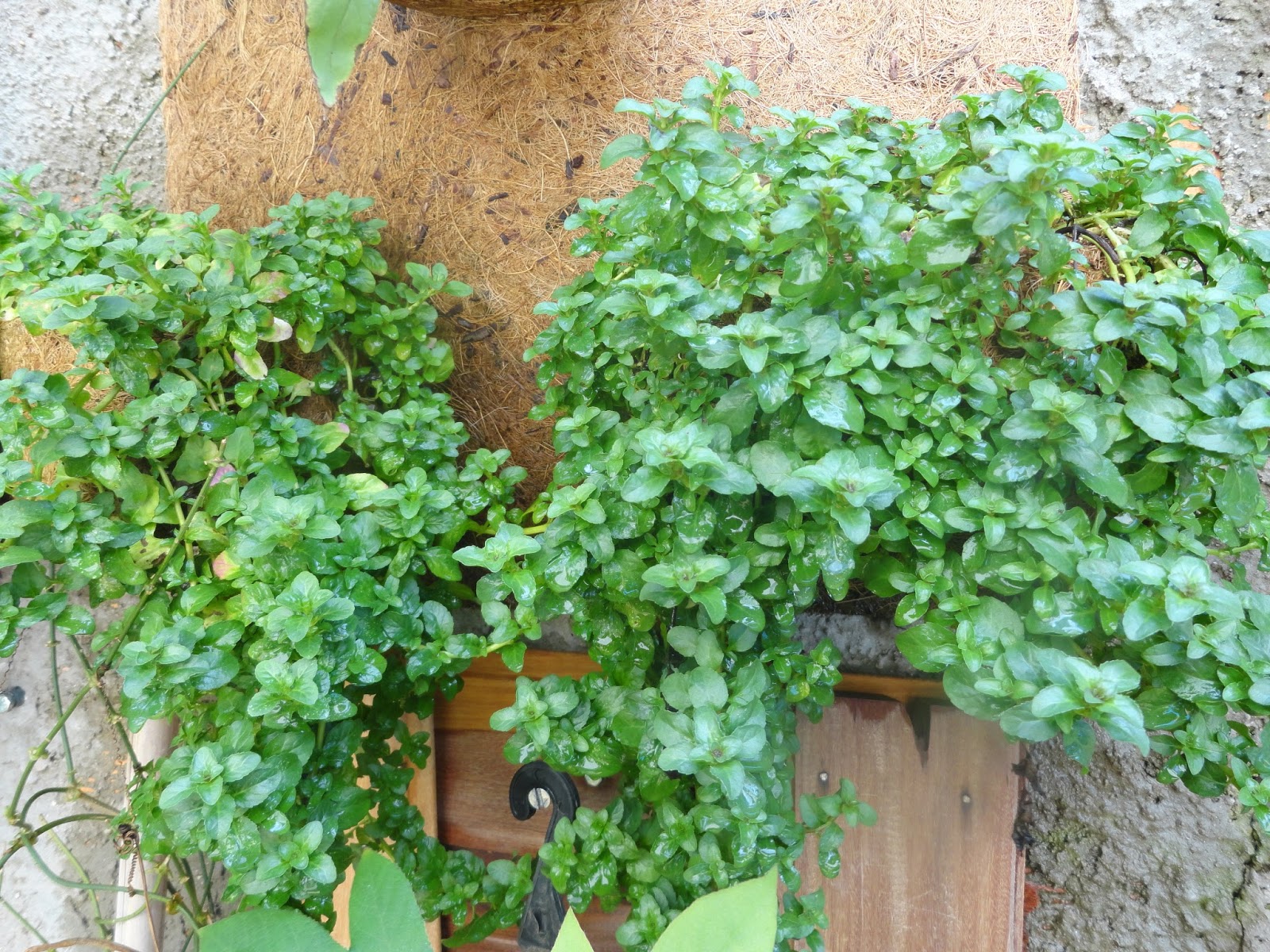 Jardim de Cheiro: Poejo