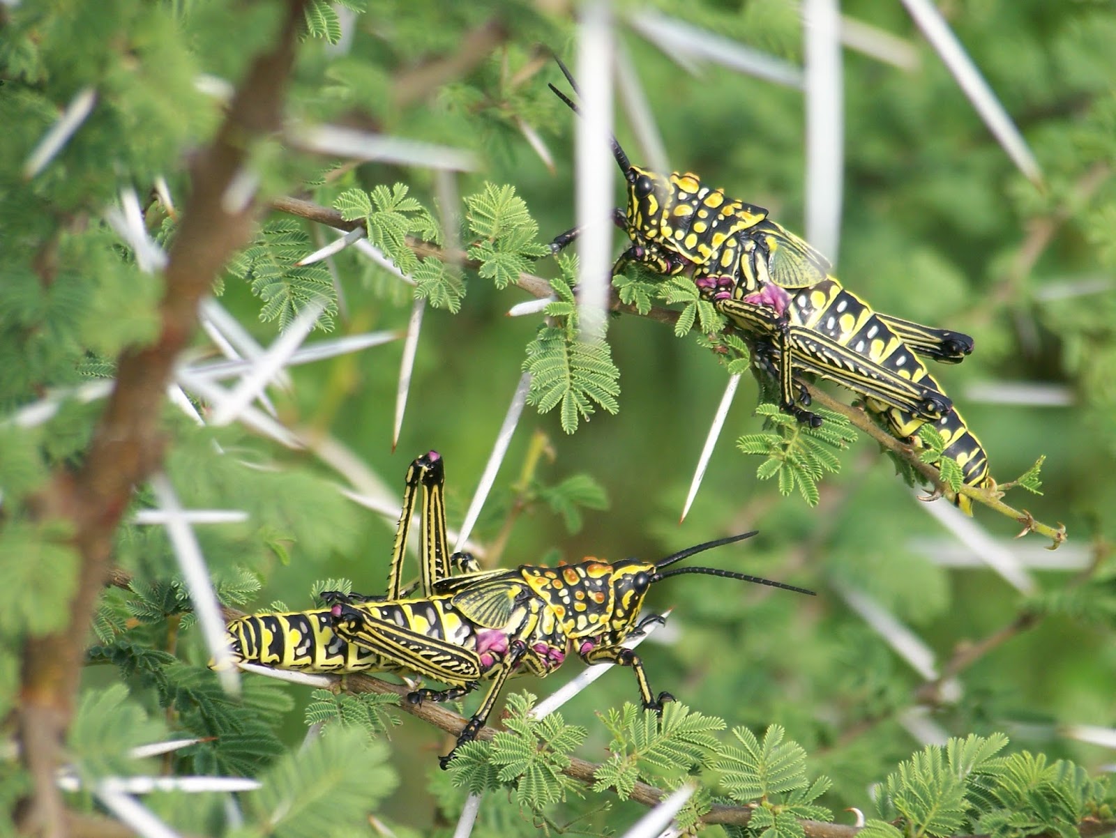 A Pretty Tourist: It's a bug's life! - the Botswana underbelly