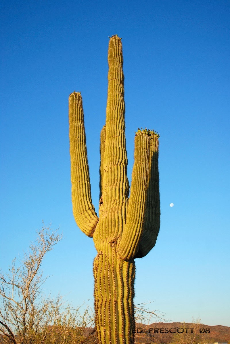 Advanced C1.1: Ready for CAE p 152. Listening: Vocabulary