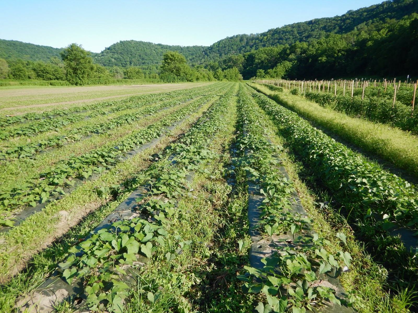Harmony Valley Farm: Sweet Potatoes 2019
