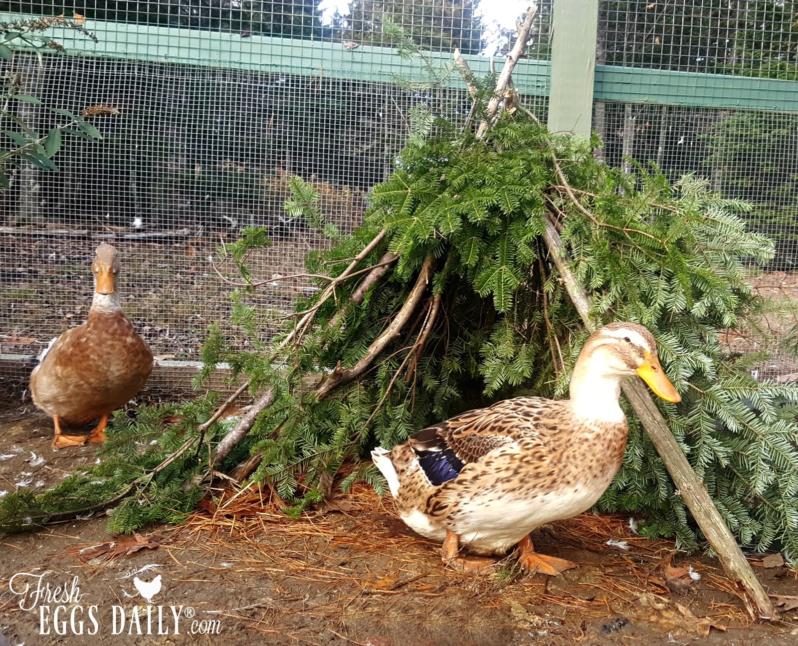 Easy DIY Duck or Chicken Teepee - Fresh Eggs Daily® with Lisa Steele