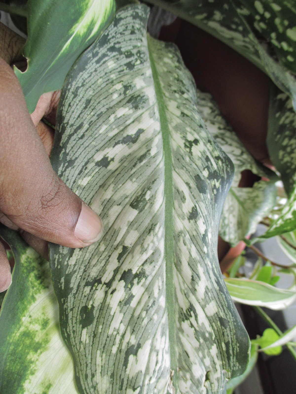 Garden Chronicles of James David: Dumbcane - Dieffenbachia 'Tropical Tiki'