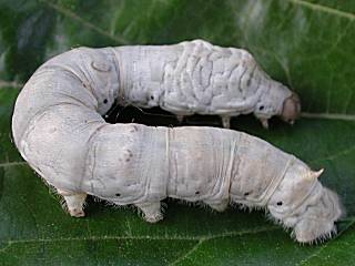 brazil nut: A verdade sobre a seda