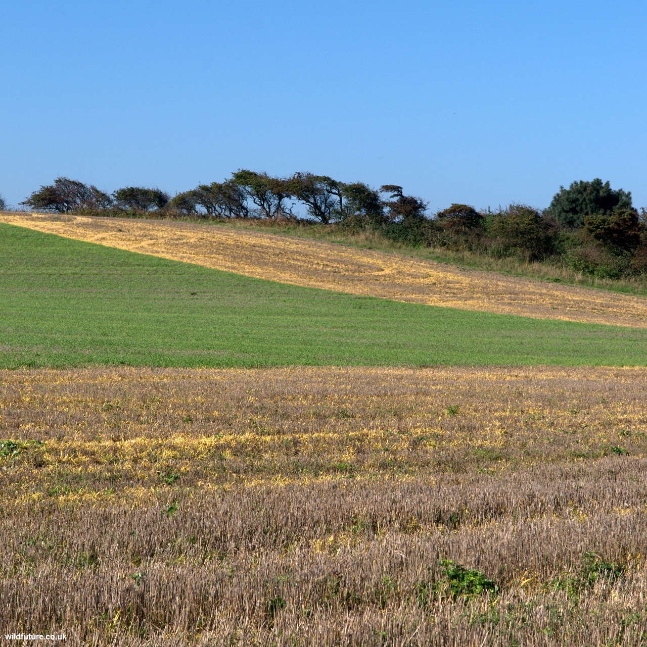 Wild Future trip reports: Norfolk, October 2010 (3): Wells Wood, Warham ...
