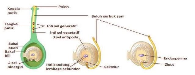Sistem Perkembangbiakan Tumbuhan dan Hewan #1 Materi IPA Kelas 9 - E ...