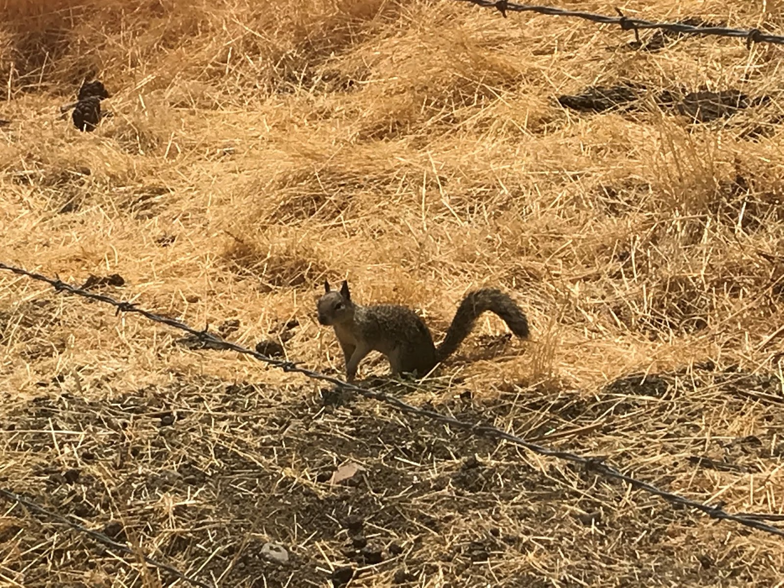 5 Ground Squirrel Facts We Bet You Don’t Know