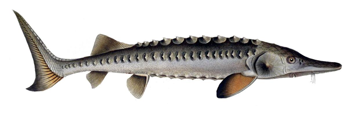 France : repeuplement d'esturgeon en Gironde