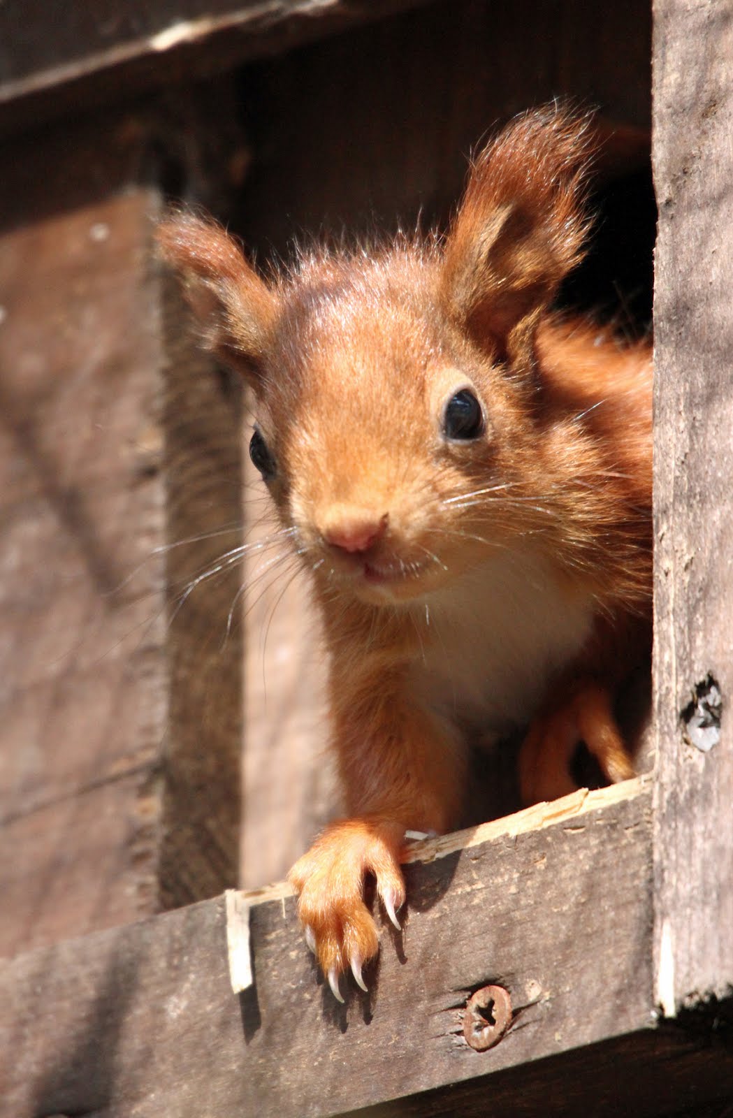 Wildwood Trust: Baby red squirrels at Wildwood
