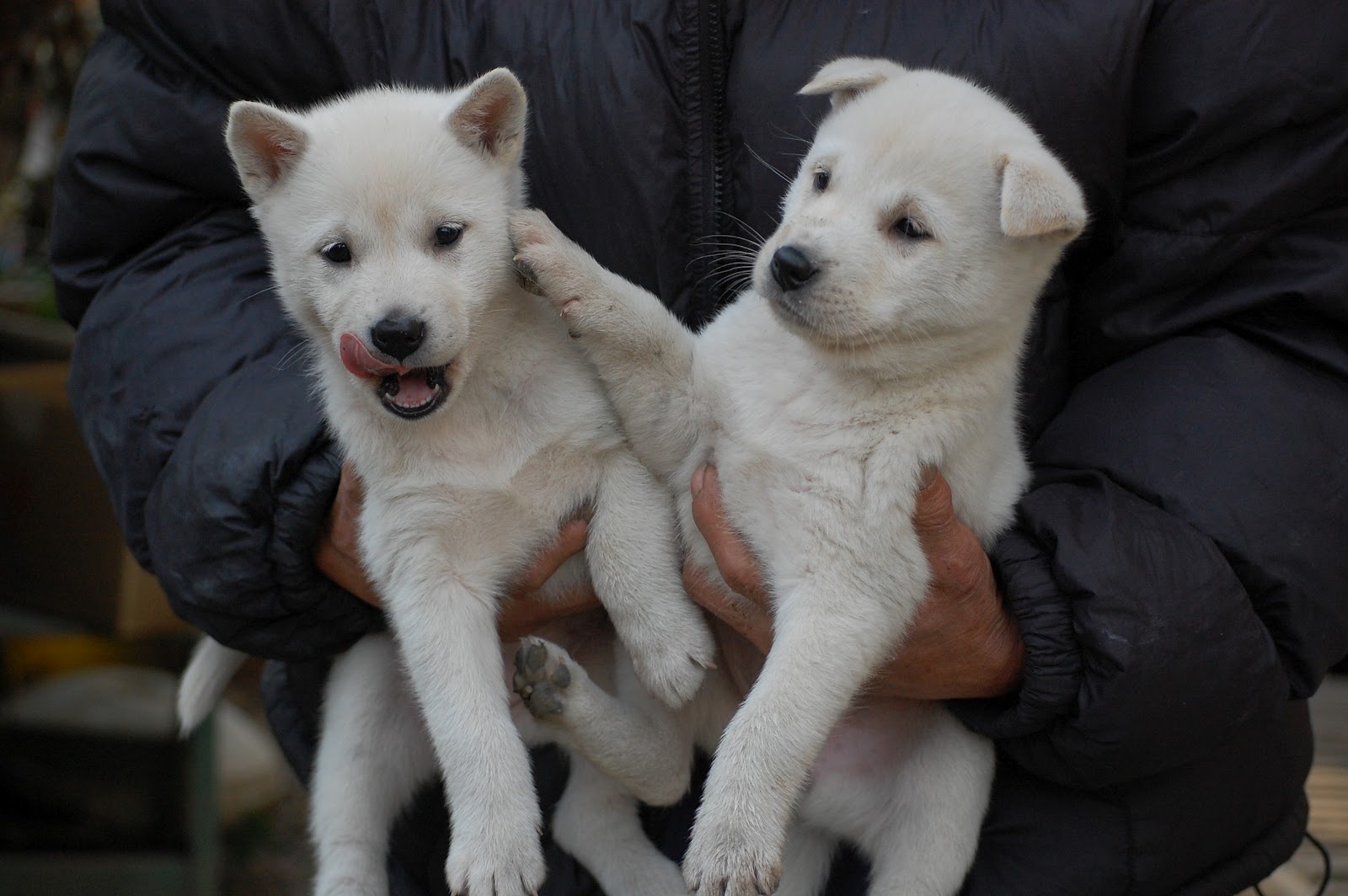Japanese Dog Names