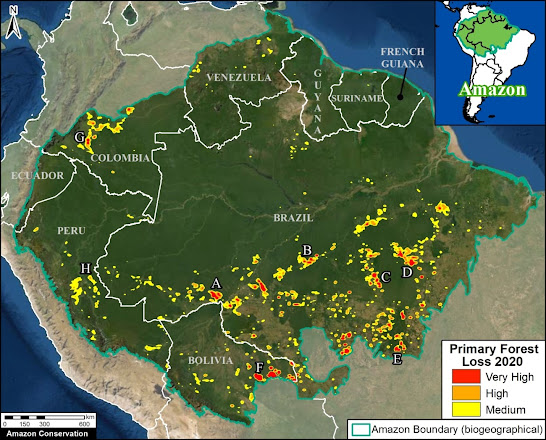 Amazon Rainforest Damage, Climate And Pollution