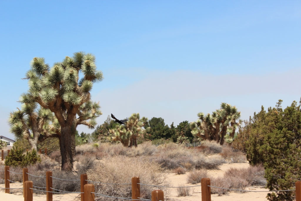 Prime Desert Woodland Preserve in Lancaster, CA