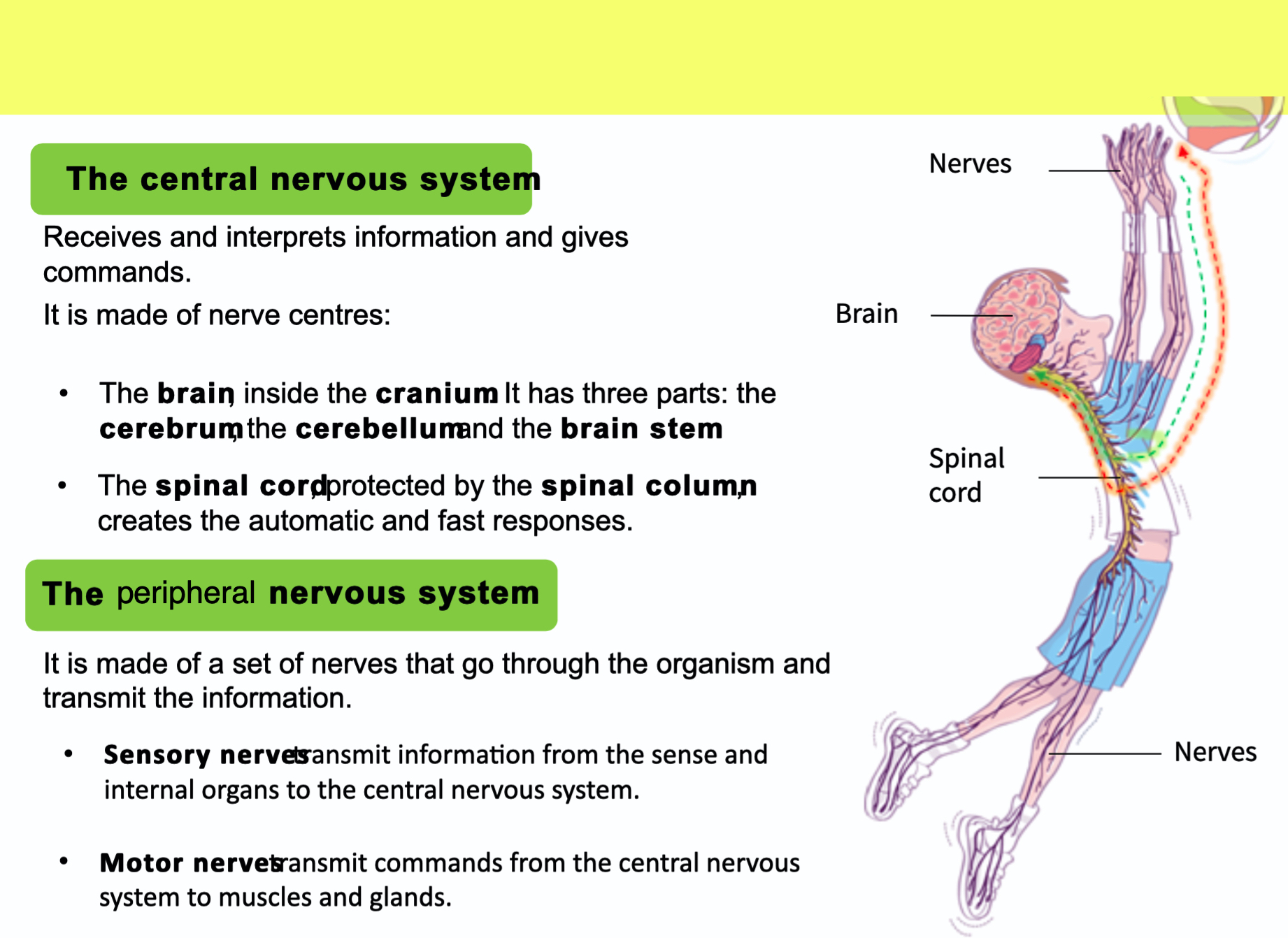 Blog de 6º de Primaria: Natural Science - Unit: The human body and interaction - LESSON: THE ...