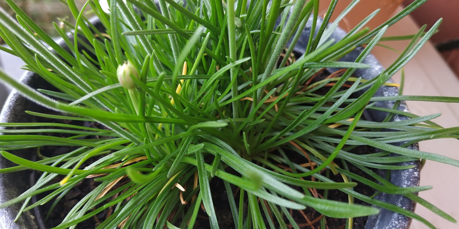 ΜΑΘΑΙΝΟΥΜΕ ΓΙΑ ΤΗΝ ΑΡΜΕΡΙΑ - Ο κήπος της Μαρίας