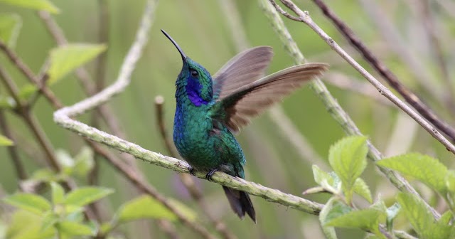 The Baiting Hollow Hummingbird Sanctuary: More Costa Rican Hummingbirds ...