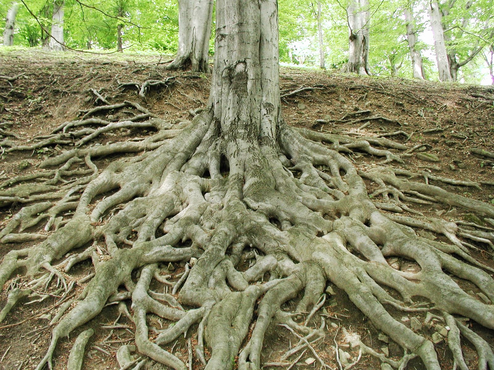 stock photography: Free Stock Photo High Resolution Roots Forest Landscapes