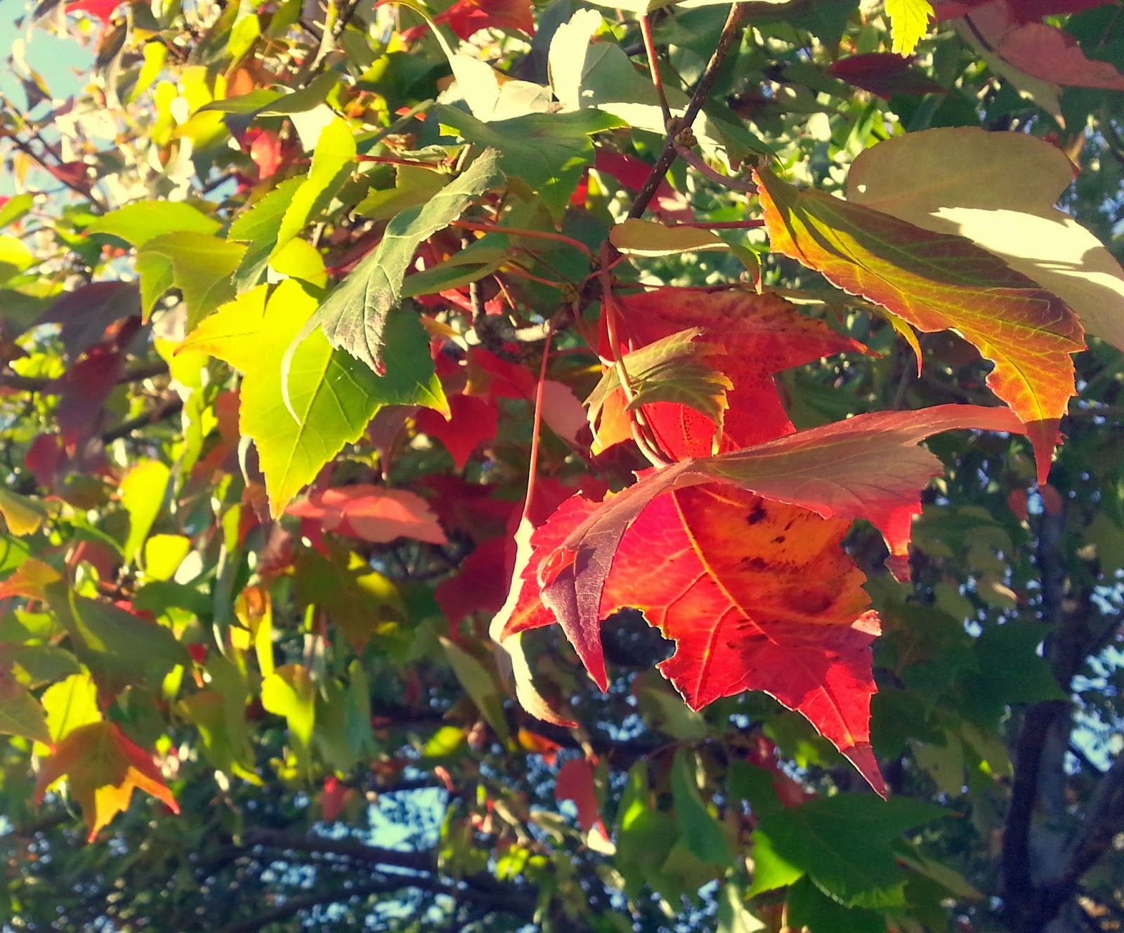 Ben's Journal: Signs of Fall