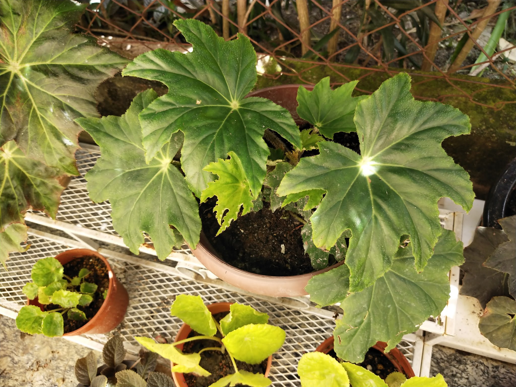 Garden Chronicles of James David: Star Begonia / B. heracleifolia var ...