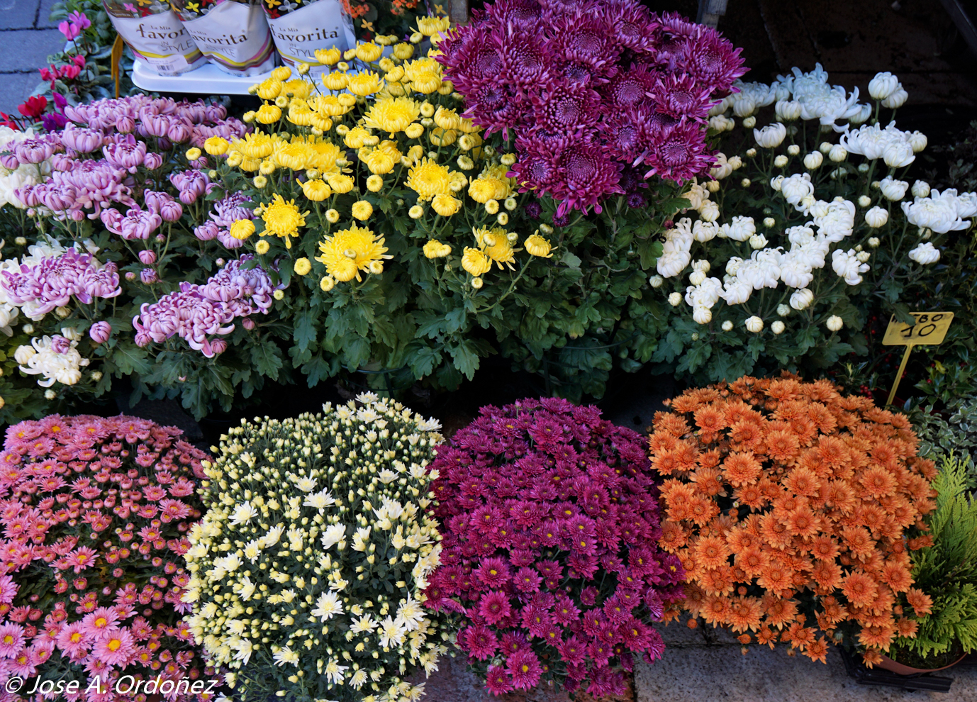 El Jardín de la Barrosa: Los crisantemos son para los muertos