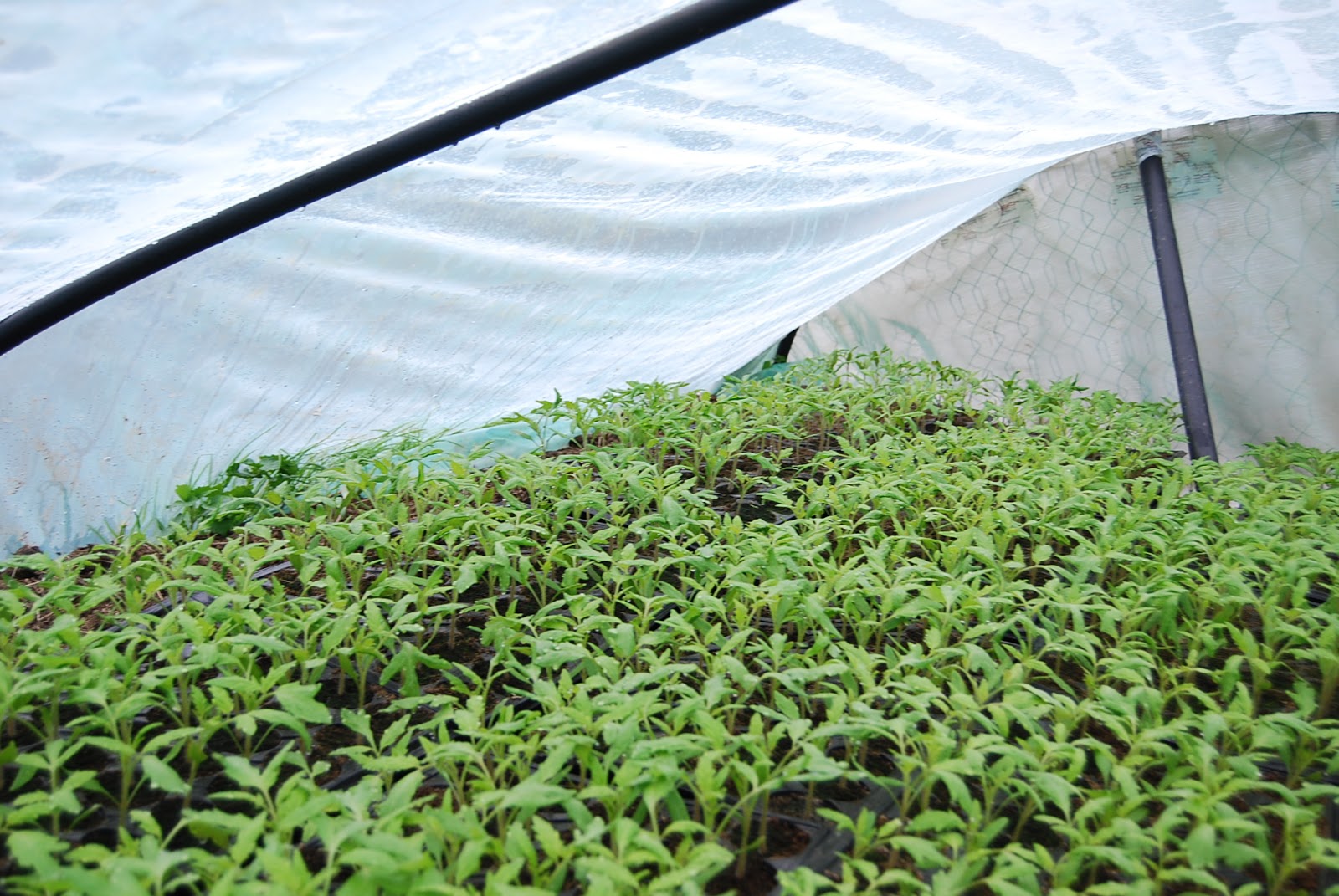 LEGUMICULTURA IN SOLAR SI SERE: RASADURILE DE ROSII