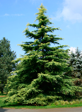 ARTE Y JARDINERÍA : Cedros. Elegancia suprema