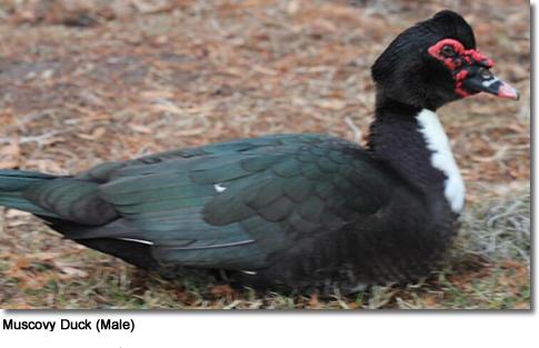 BEBEK- DI DENPASAR, BALI BEBEK or KUWIR