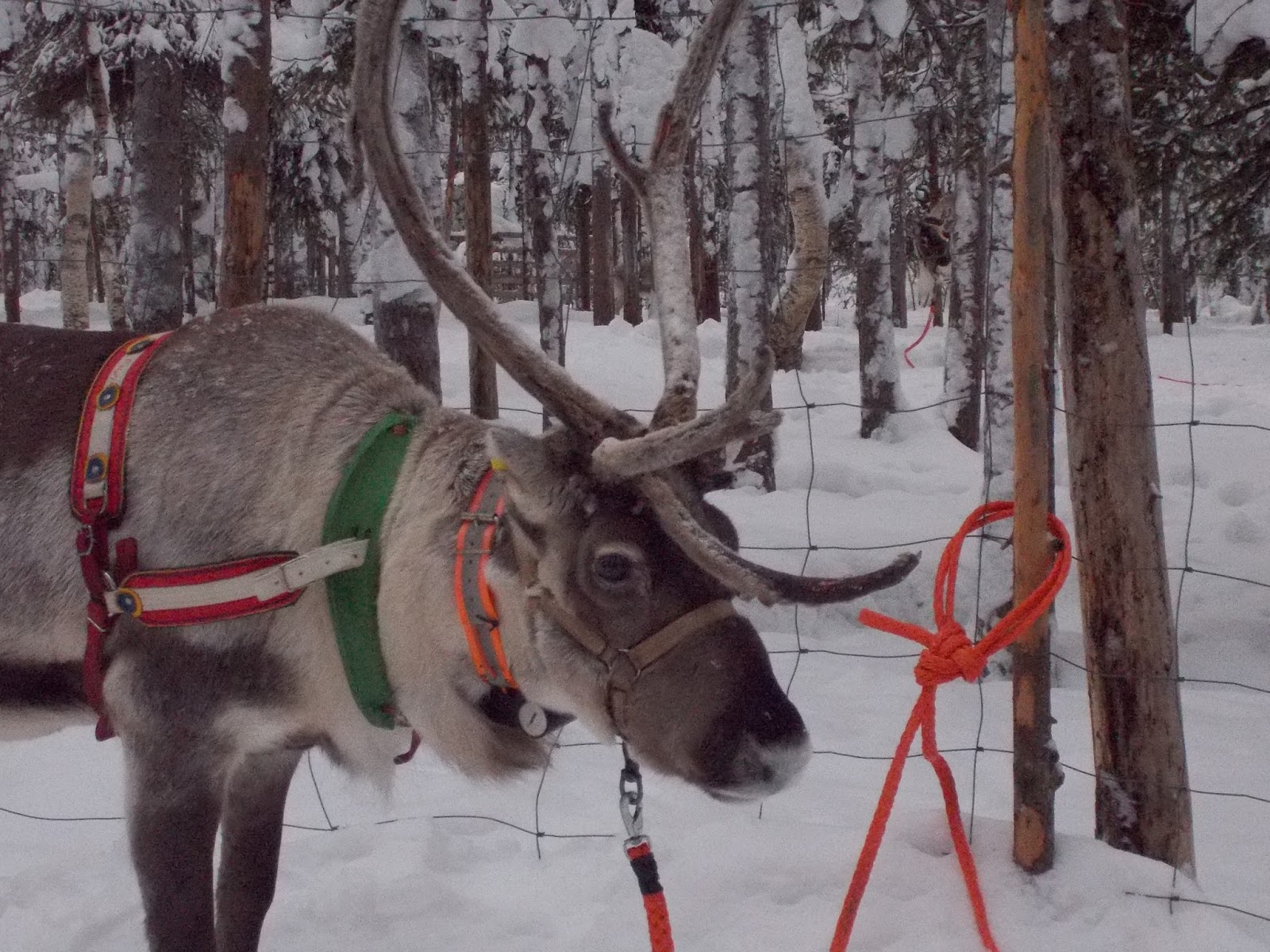 Promenade avec les rennes