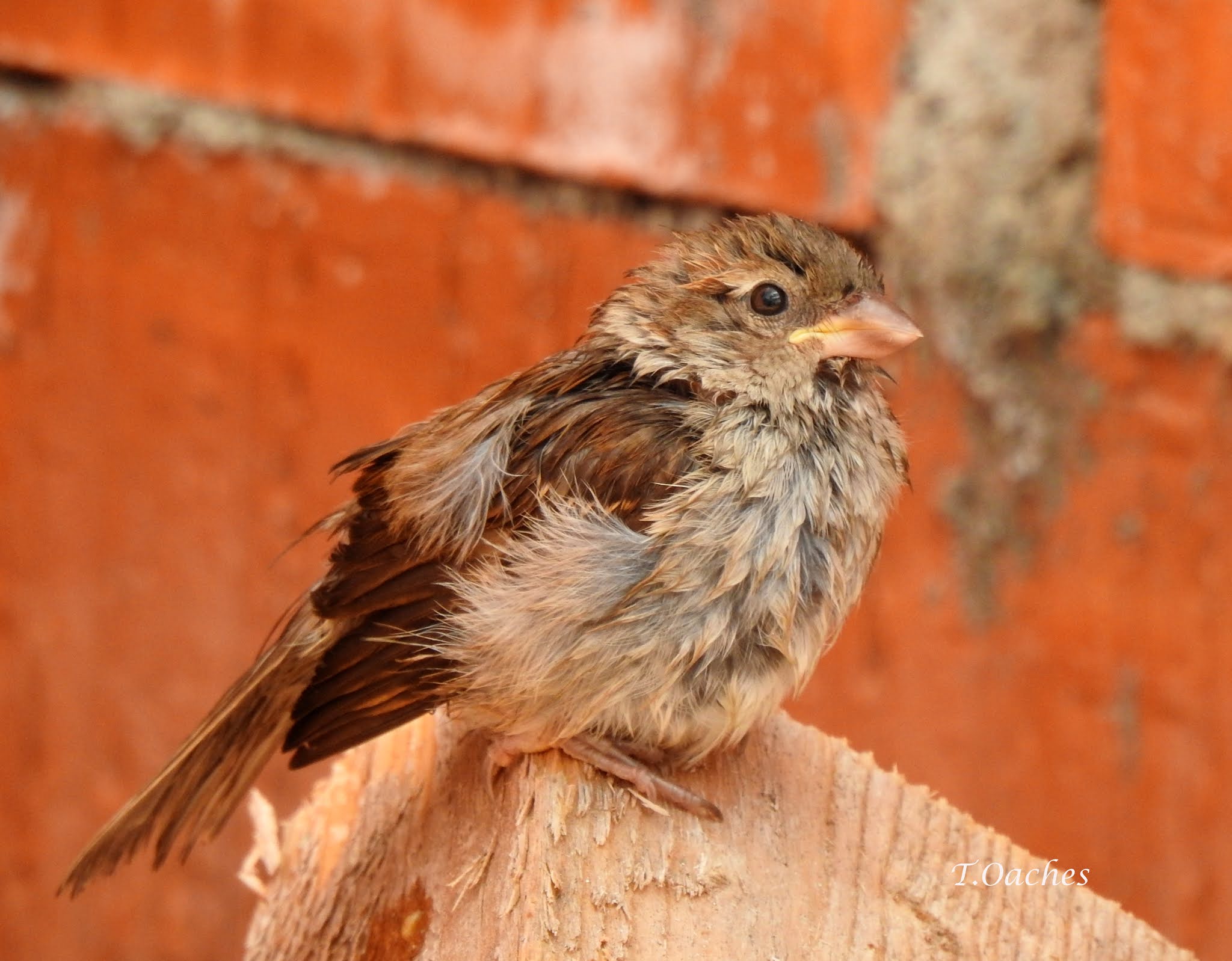PASARI DIN ROMANIA: VRABIA DE CASA, Passer domesticus