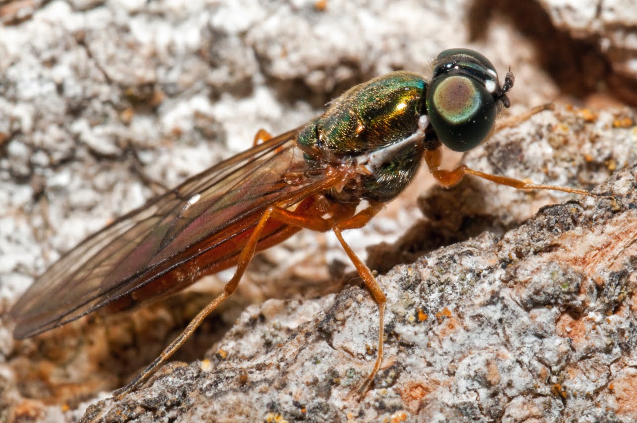 Bugs of Mackie: Soldier fly - Stratiomyidae