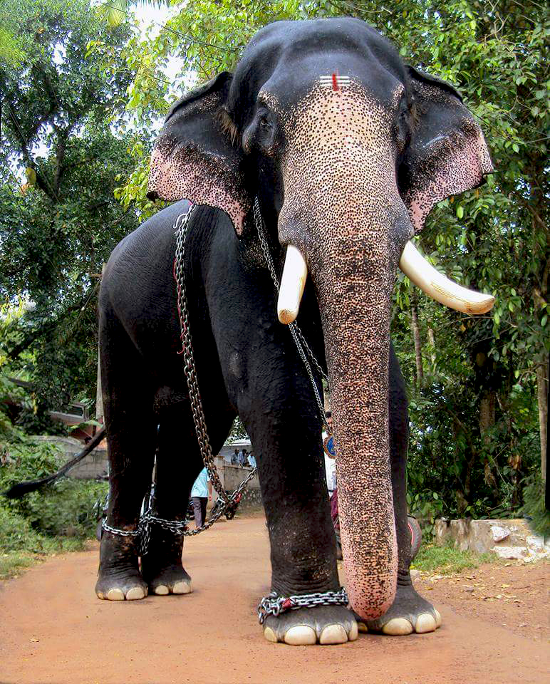 Aanachandam - Kerala Elephants