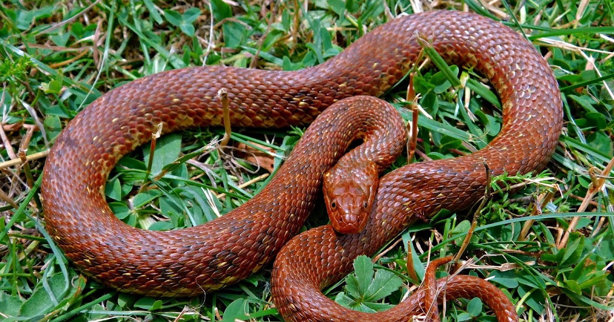 (Paleo-)Herpetología: Natrix maura - Culebra viperina