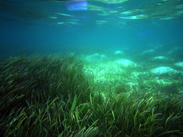 BOTANI LAUT (LAMUN) - Heri Heryanto