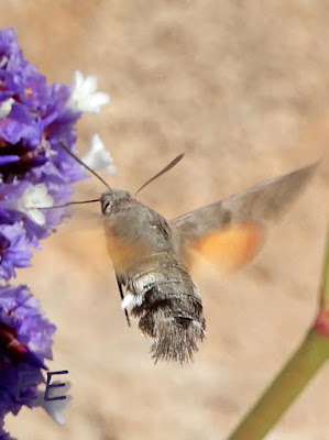 Mallorca es así también: Insectos de primavera en el jardín