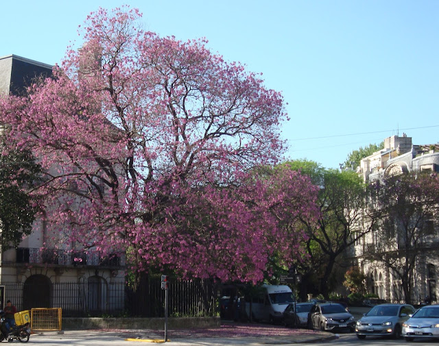 Springtime 2019: Lapacho trees in bloom | My Buenos Aires Travel Guide